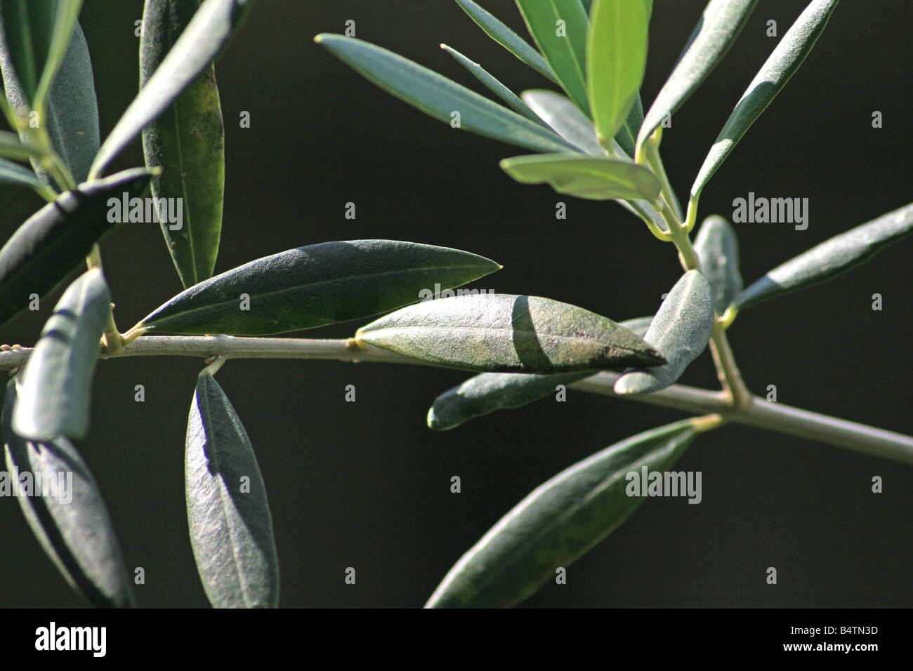 Olive tree leaf hi-res stock photography and images - Alamy