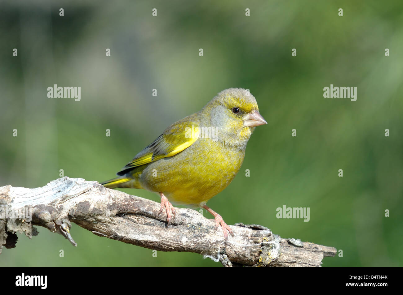 A picture of a bird Stock Photo - Alamy