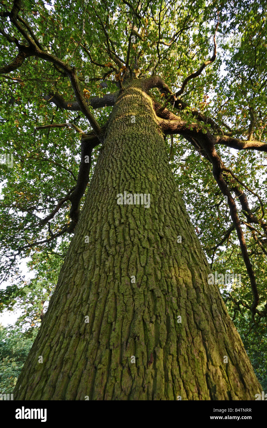 Wide-angle photograph of an Oak tree Stock Photo - Alamy