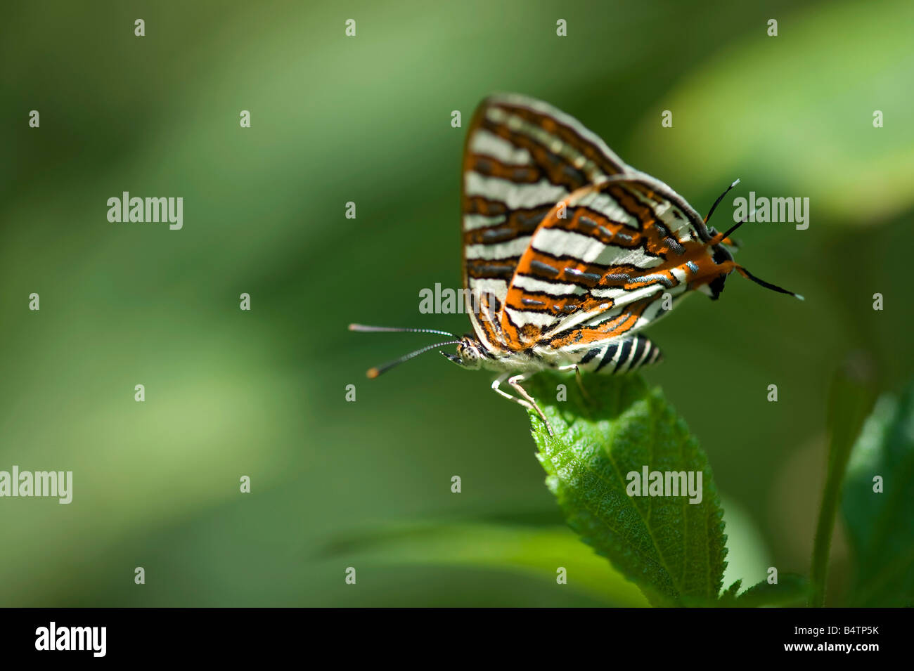 Cigaritis High Resolution Stock Photography and Images - Alamy