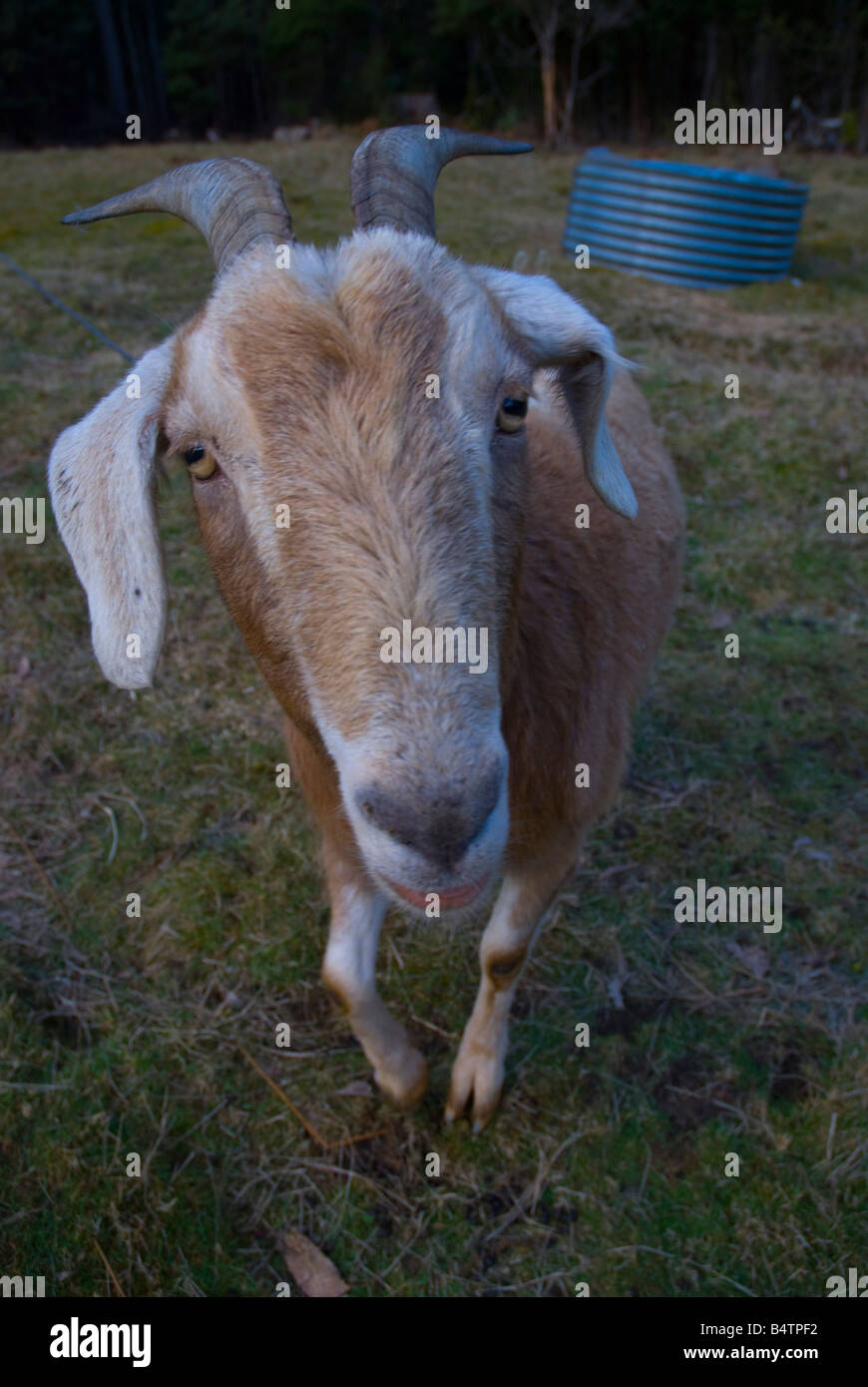 Male goat hi-res stock photography and images - Alamy