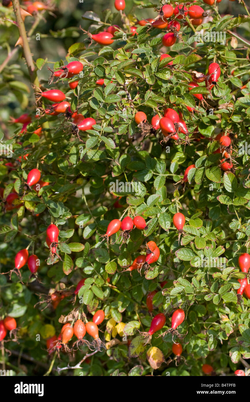 Bright red Rose Hips from the Dog Rose (Rosa canina) in autumn, UK ...