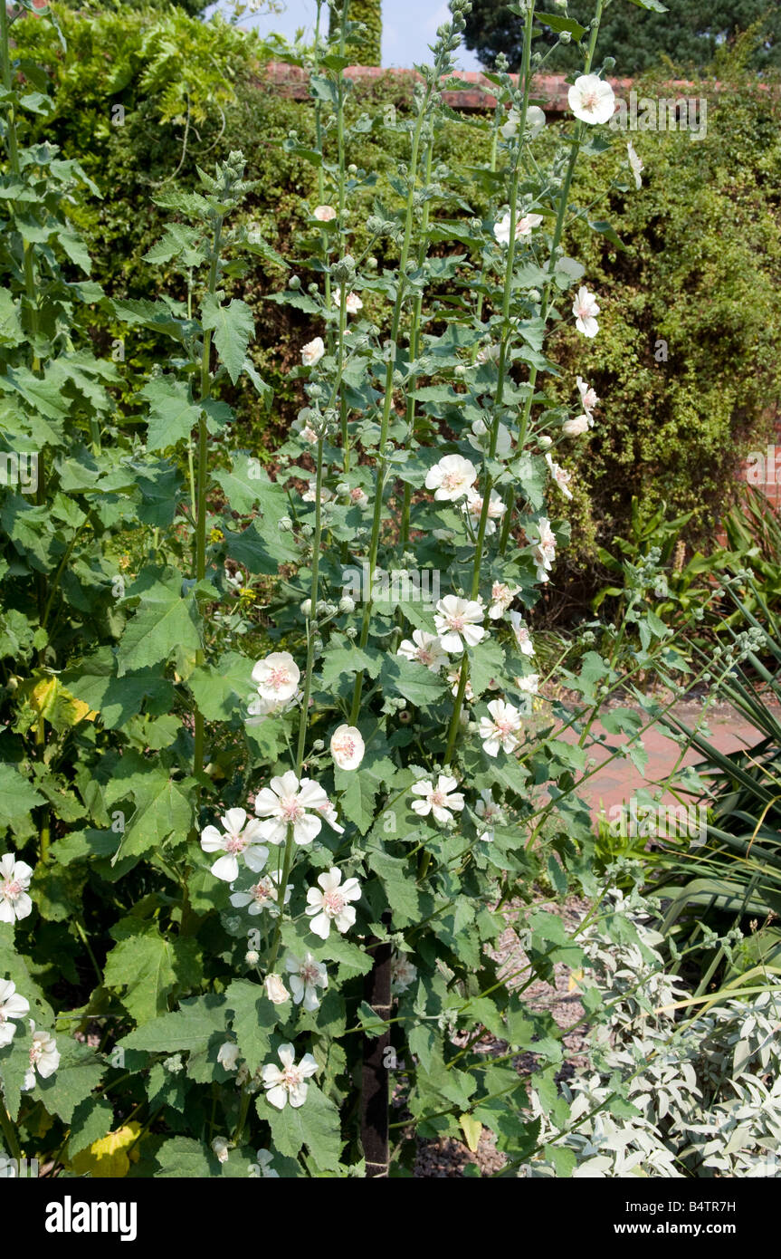 Alecea x Althaea `Park Aller` Stock Photo - Alamy