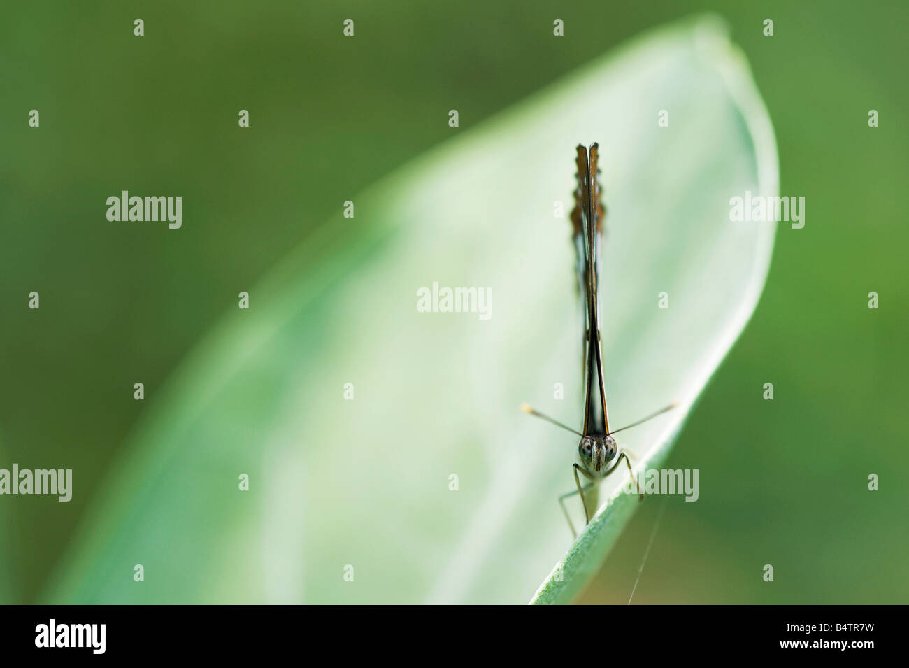 Neptis hylas. Common Sailor butterfly in the indian countryside. Andhra ...
