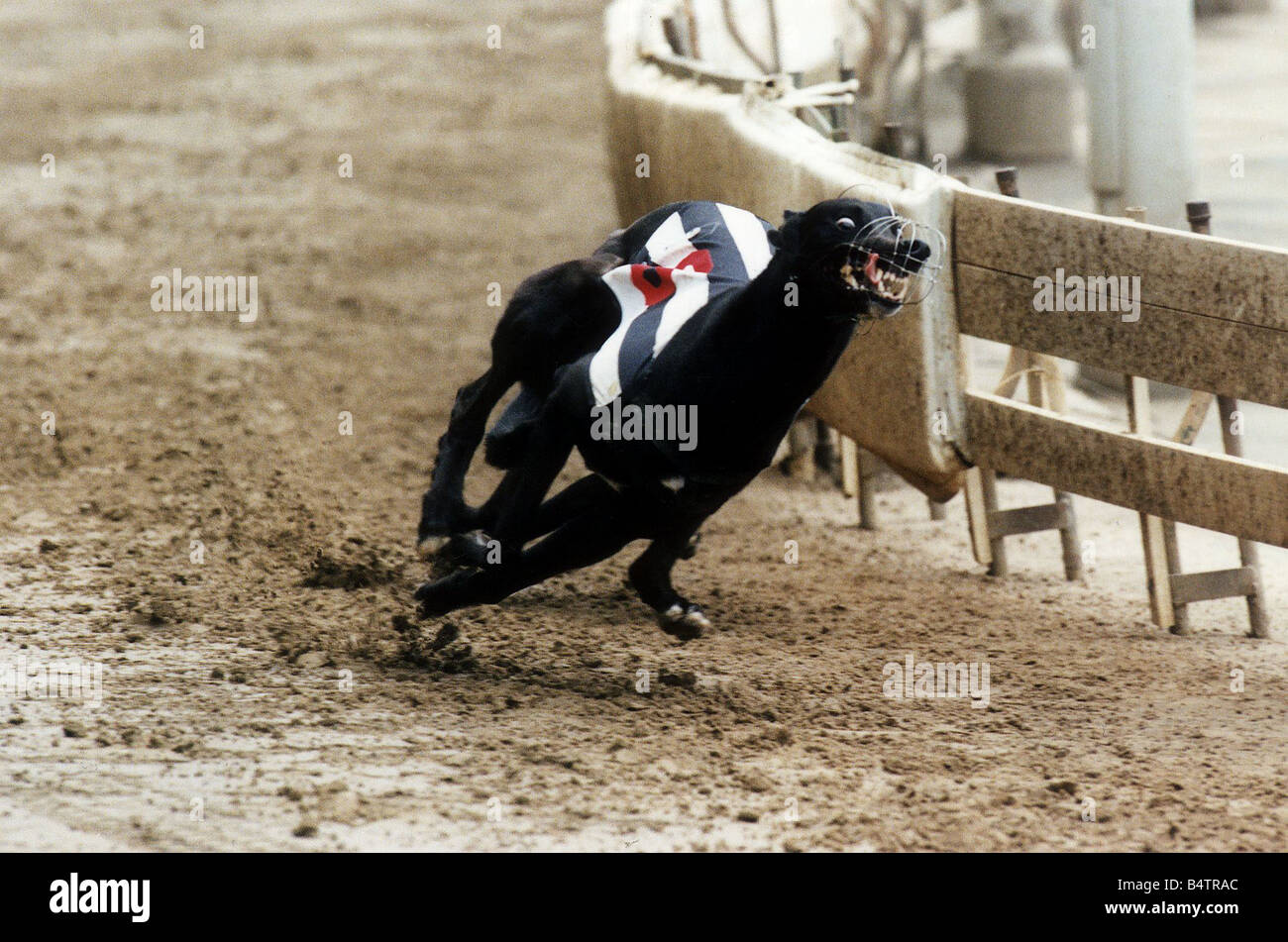 Some Picture Greyhound winner of the Derby Stock Photo - Alamy