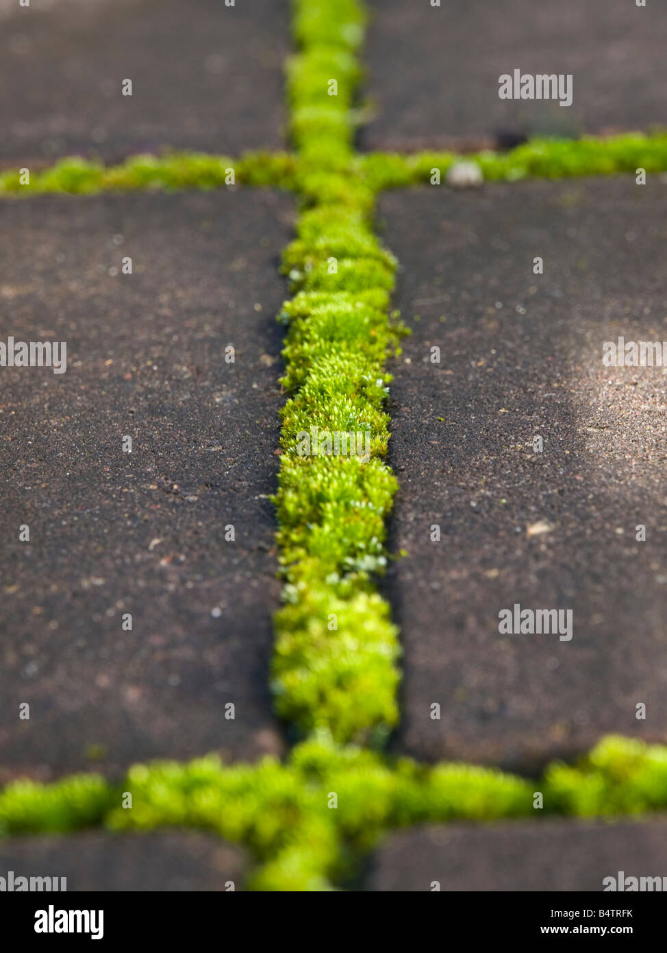 Moss growing between paving stone Stock Photo - Alamy