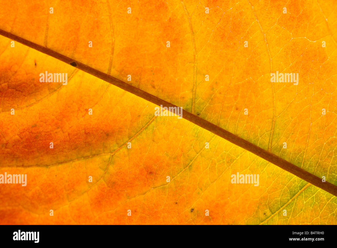 Fall leaf image hi-res stock photography and images - Alamy