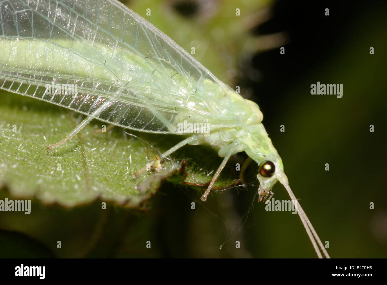 Green lacewing uk hi-res stock photography and images - Alamy