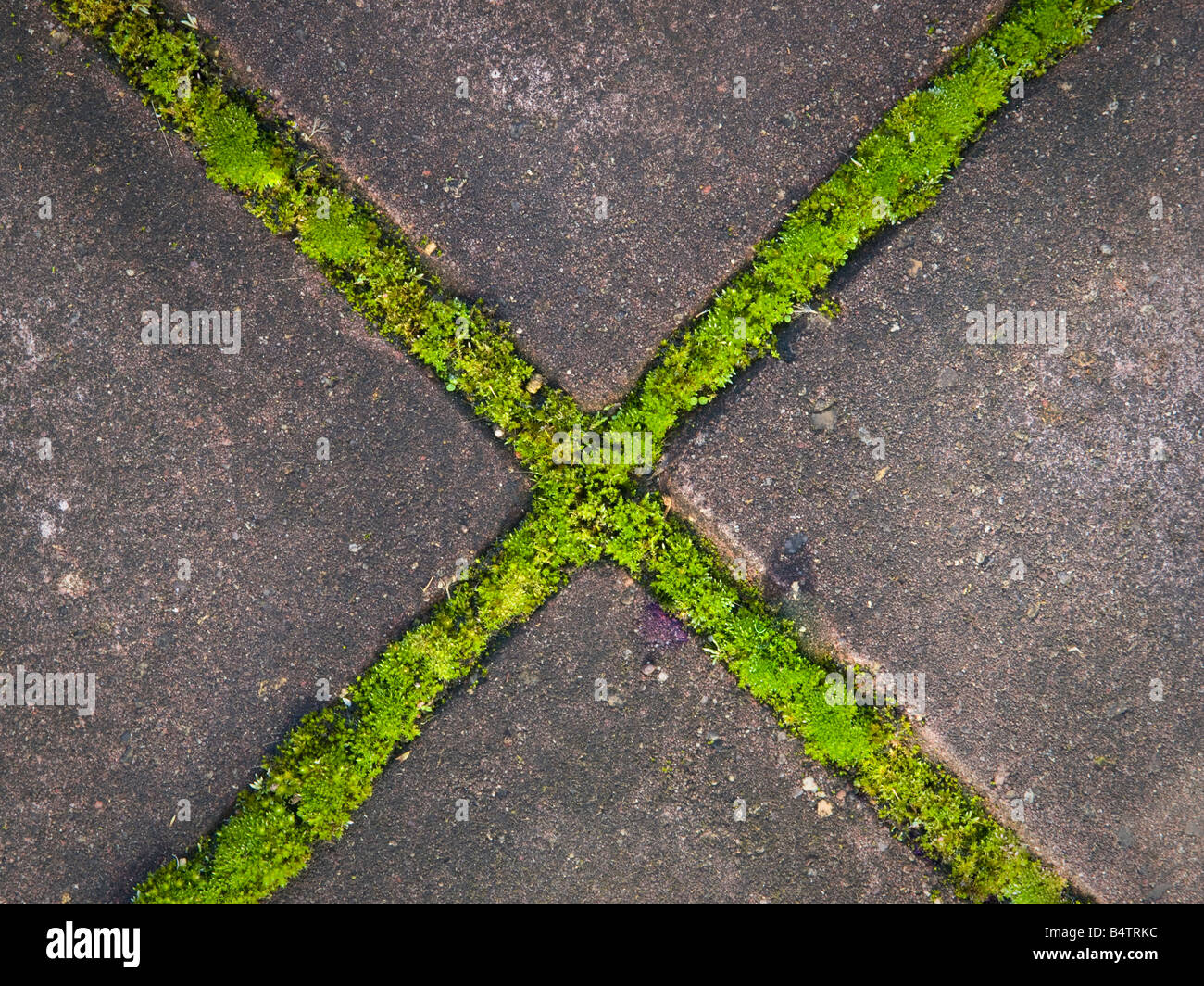 Moss growing between paving stone Stock Photo - Alamy