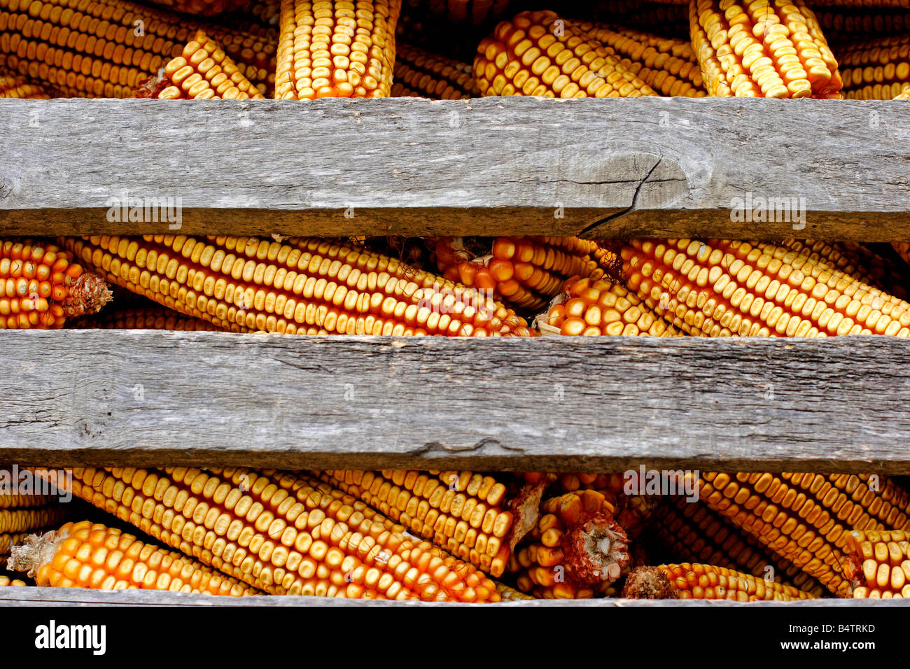 organic corn animal feed stored for winter Stock Photo - Alamy