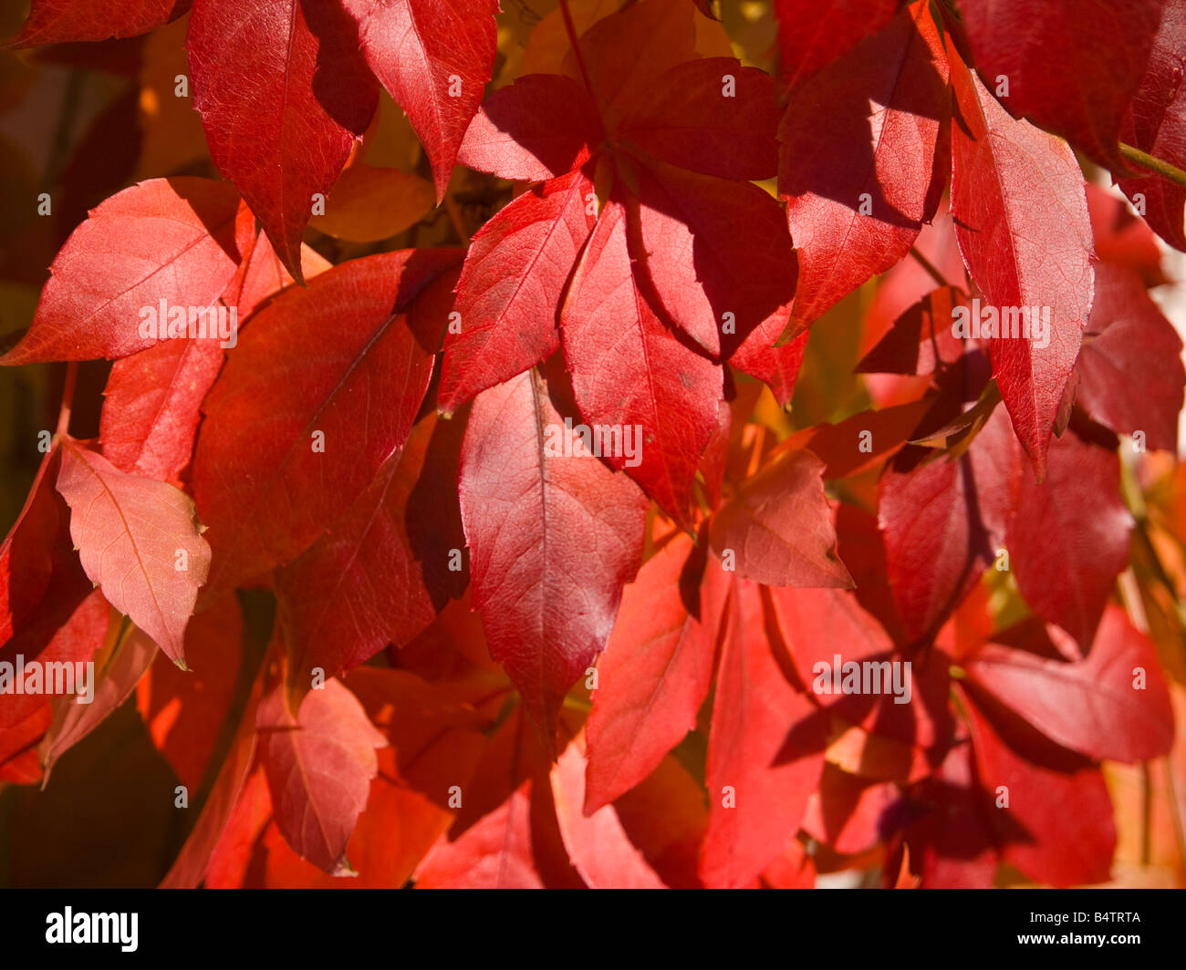 Autumn Leaves close up Stock Photo - Alamy