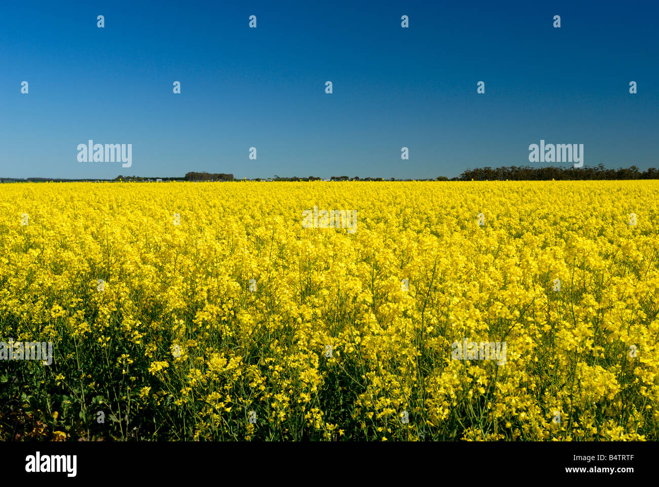 Ripe canola fields in Victoria, Australia Stock Photo - Alamy