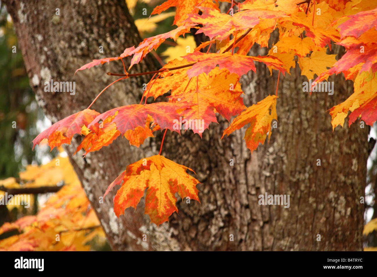 Branch of autumn leaves Stock Photo - Alamy