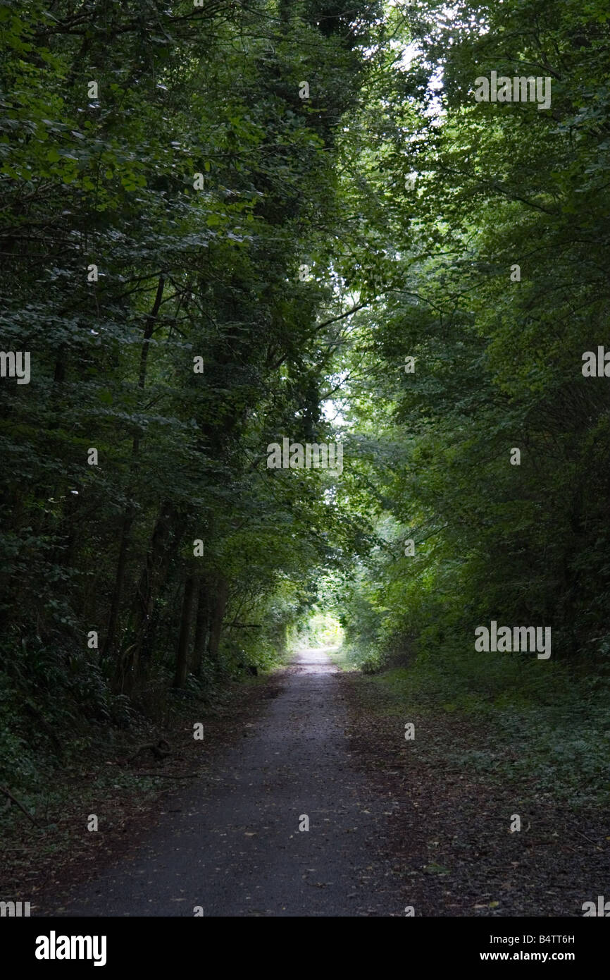 A wooded section of the Collier's Way cycle track near Kilmersdon ...
