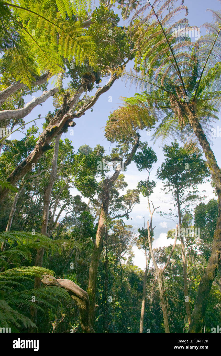Mossy rainforest on the upper slopes of Mt Kinabalu at an altitude of ...