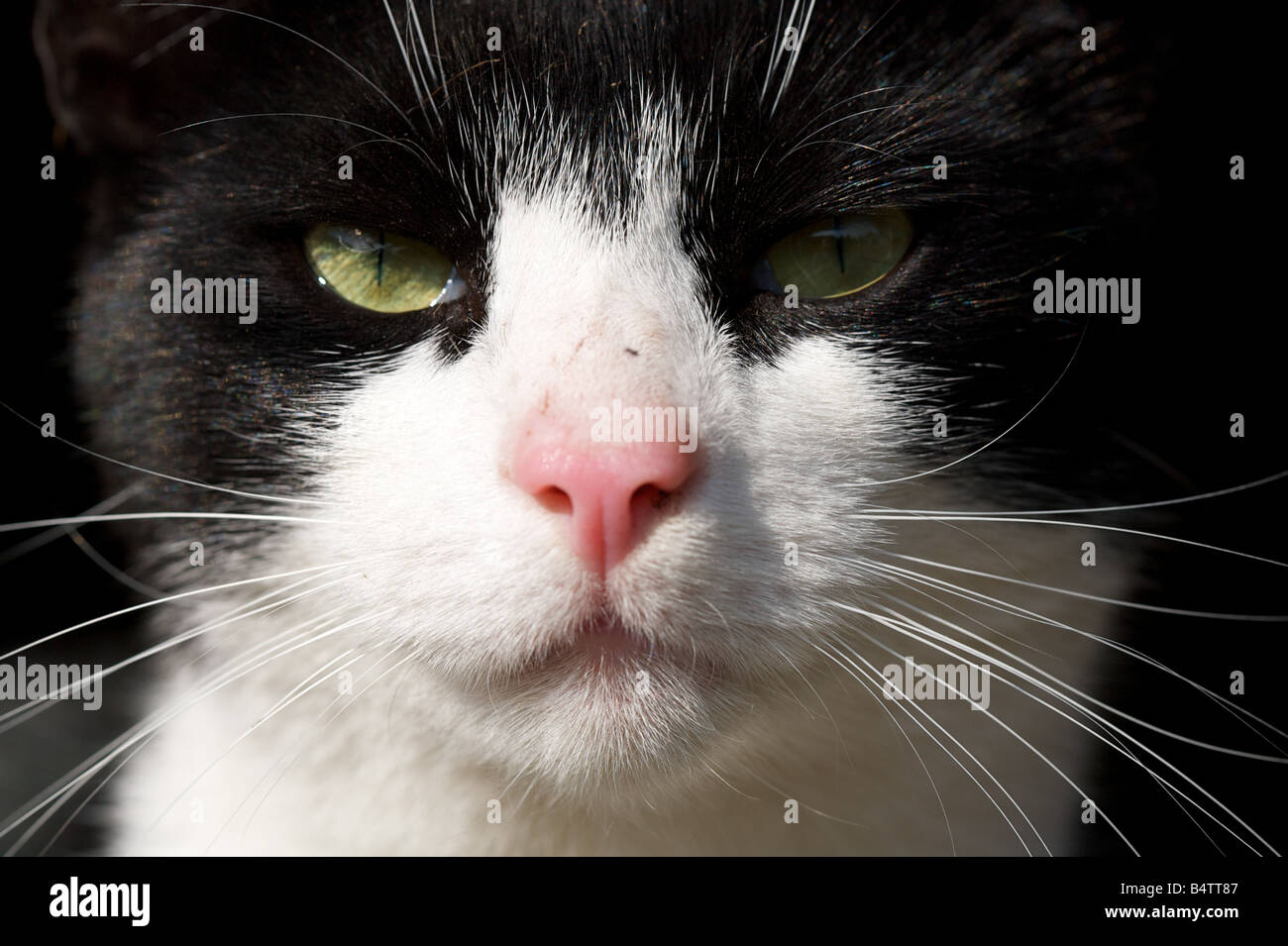 Close up of a cat Stock Photo - Alamy