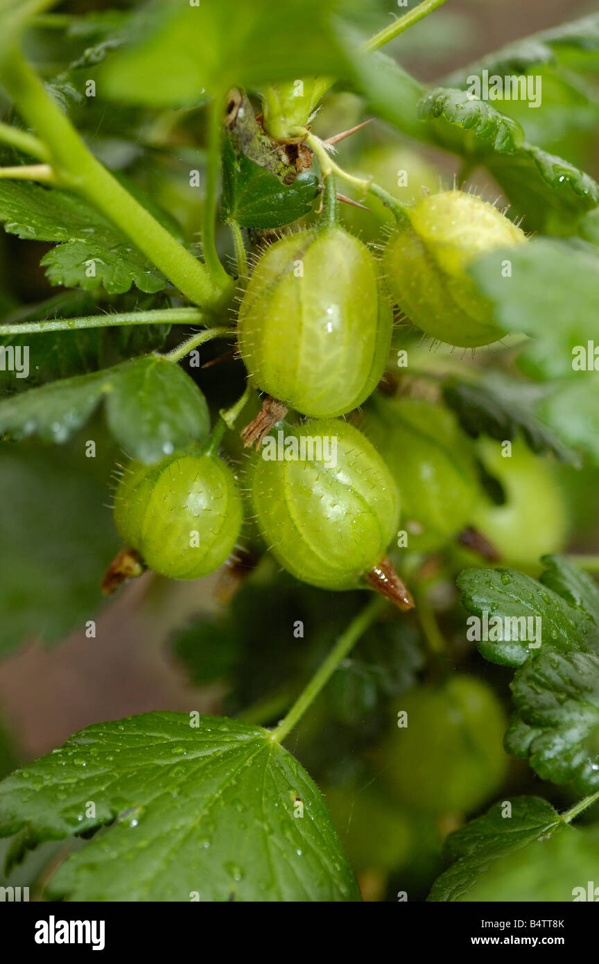 Gooseberries growing on bush Stock Photo - Alamy
