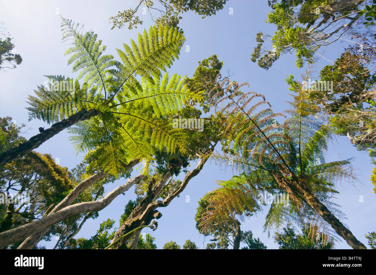 Mossy rainforest on the upper slopes of Mt Kinabalu at an altitude of ...