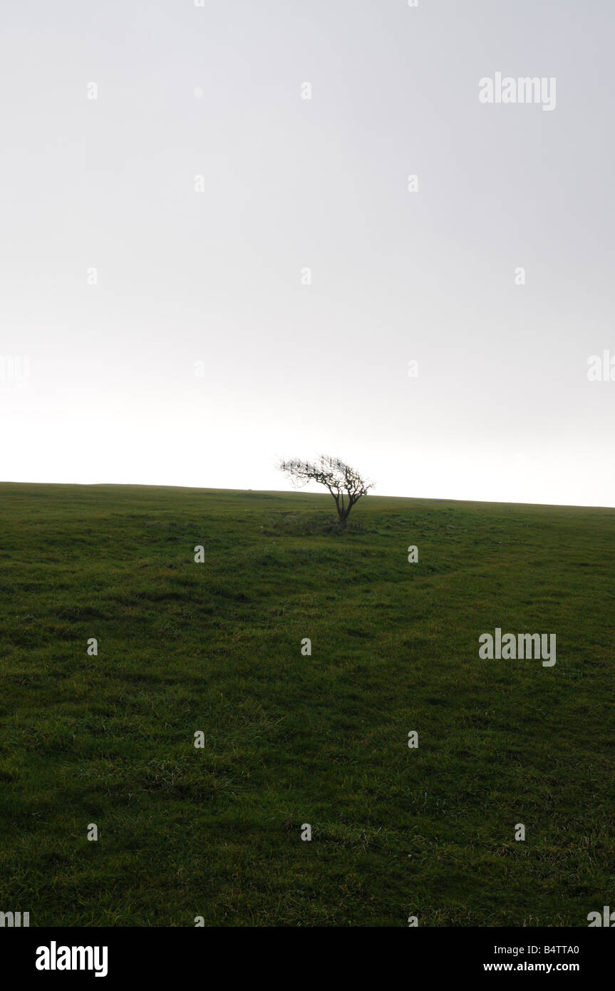 Windswept wind hi-res stock photography and images - Alamy