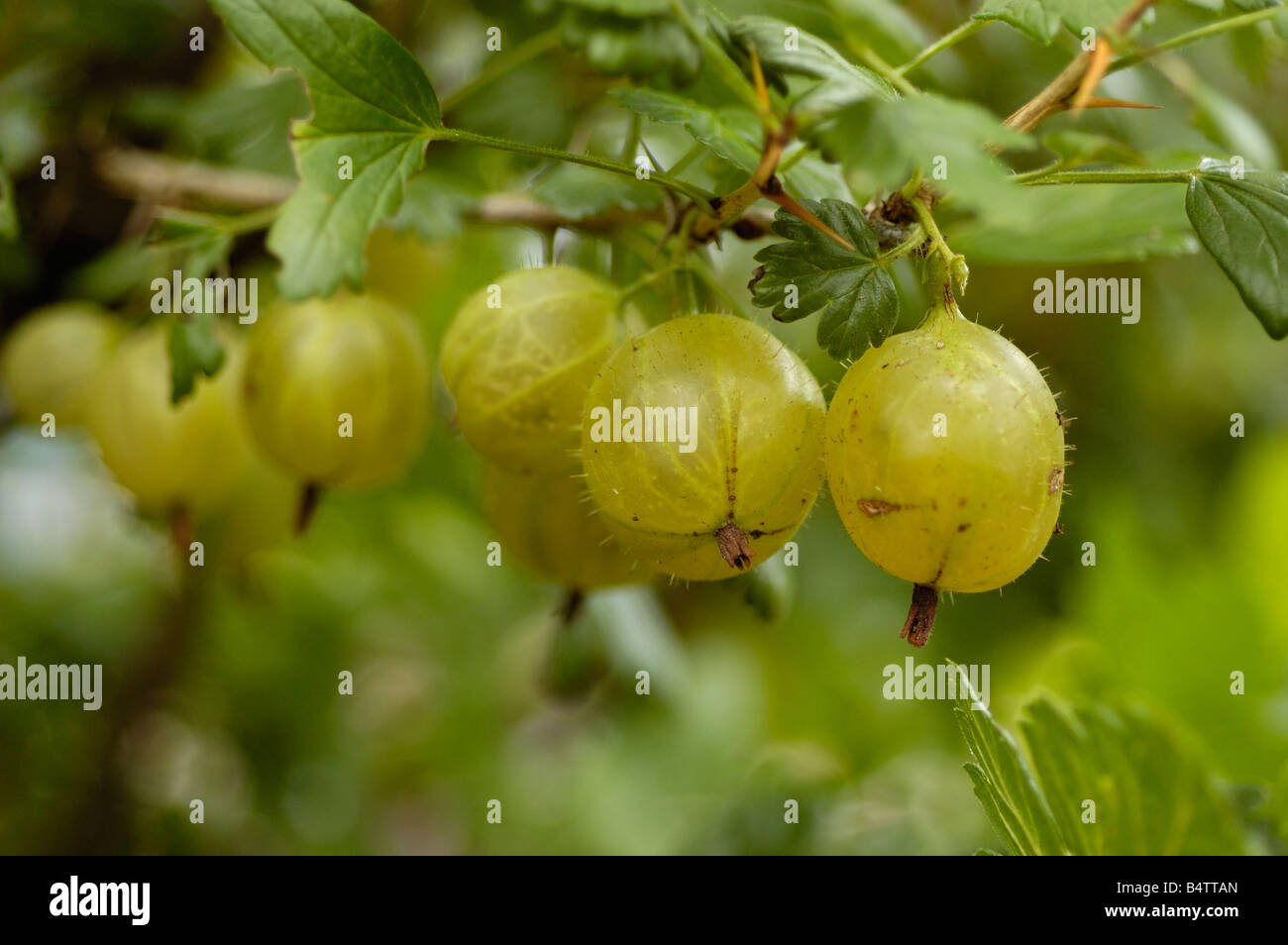 Gooseberries growing on bush Stock Photo - Alamy
