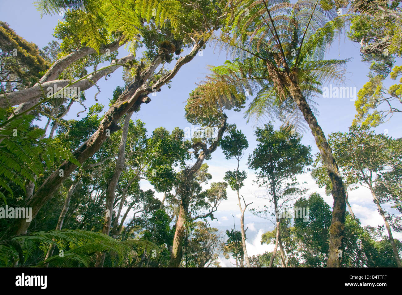 Mossy rainforest on the upper slopes of Mt Kinabalu at an altitude of ...