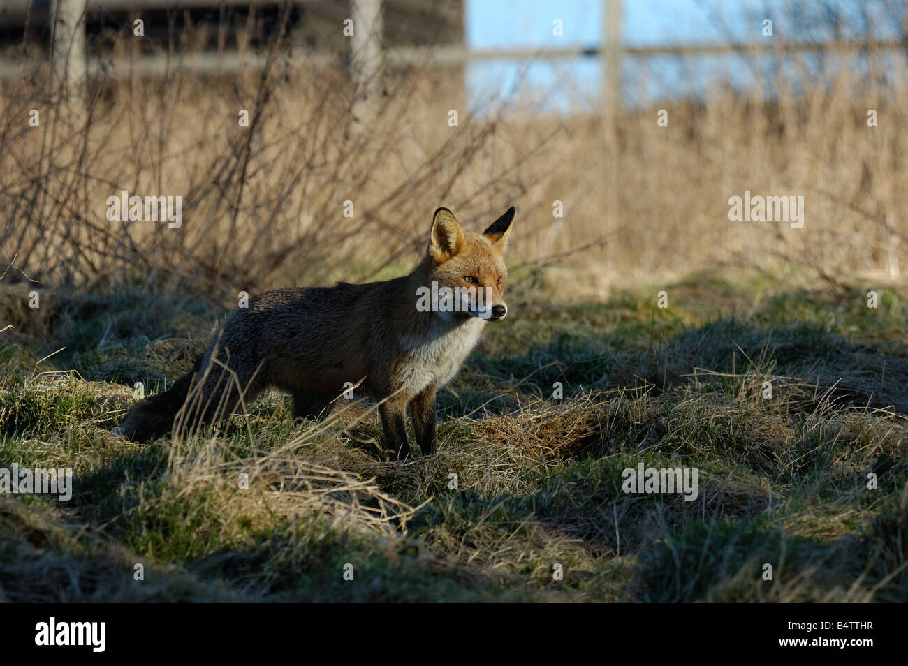 Red Fox in scrub Stock Photo - Alamy
