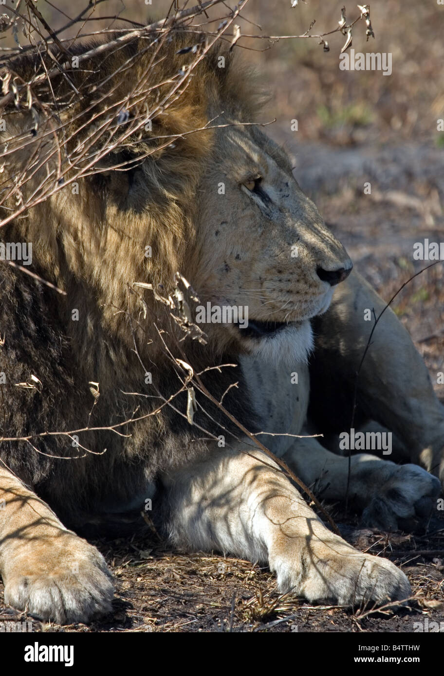 Male African Lion (Panthera leo) resting under a bush during the day ...