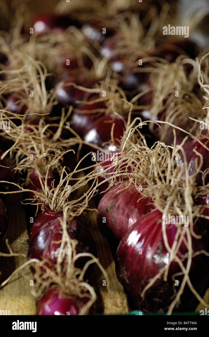 Red Onions drying on table Stock Photo - Alamy