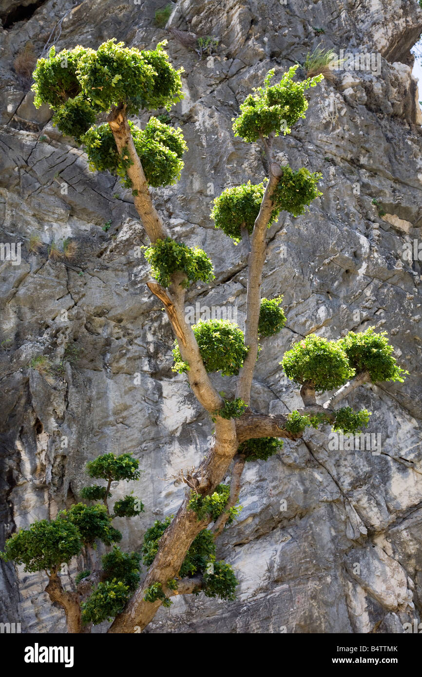 Pithecellobium hi-res stock photography and images - Alamy