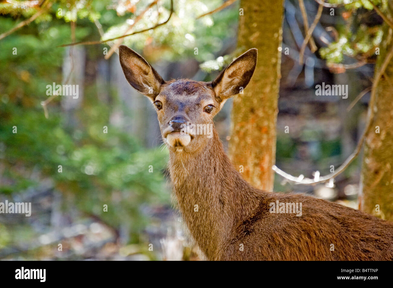 Deer in Autumn Stock Photo - Alamy