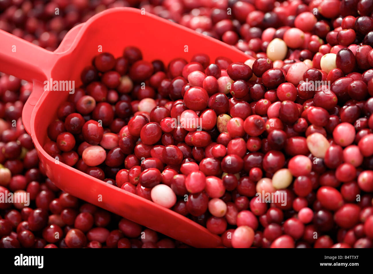 Harvesting cranberries in canada hi-res stock photography and images ...