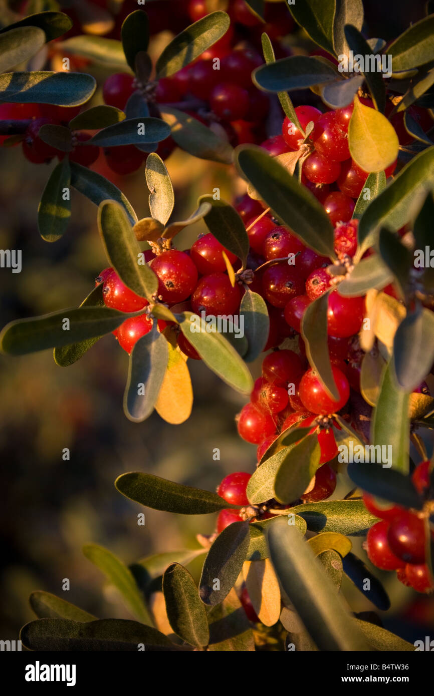 Buffaloberry bush in fall colors Stock Photo - Alamy