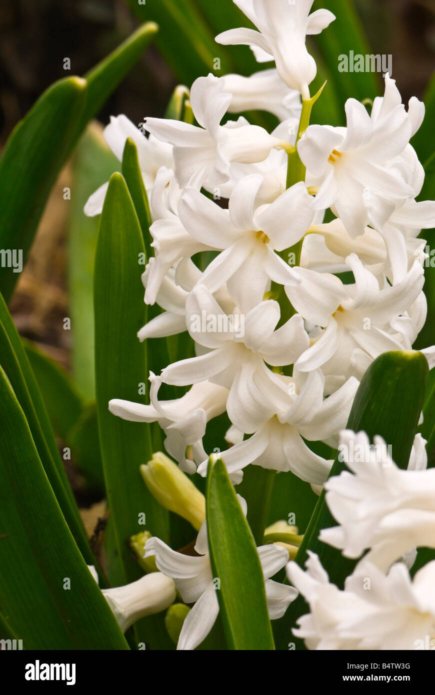 Close-up of a white Dutch Hyacinth flower Stock Photo - Alamy