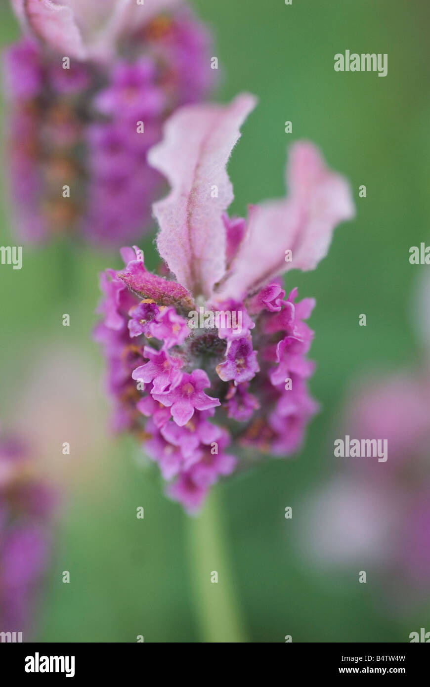 lavender flower Lavandula Stock Photo - Alamy