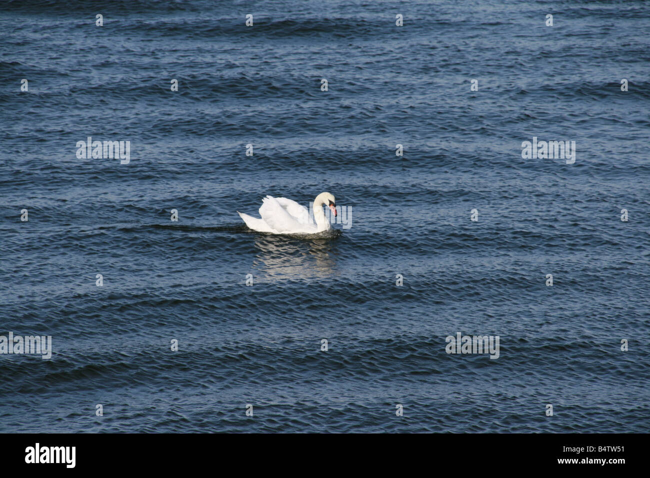 one white swan on sea water in sun Stock Photo - Alamy