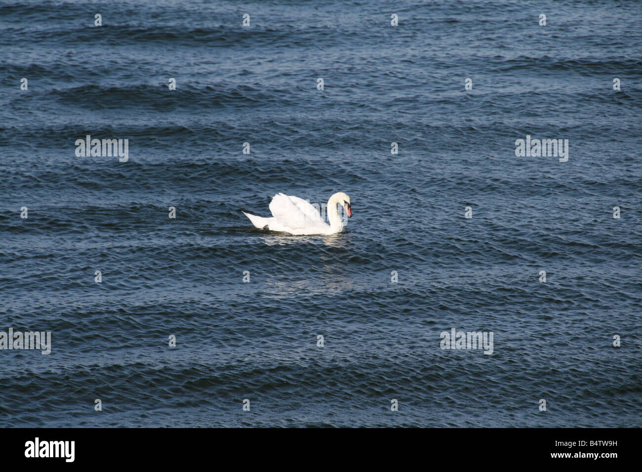 one white swan on sea water in sun Stock Photo - Alamy