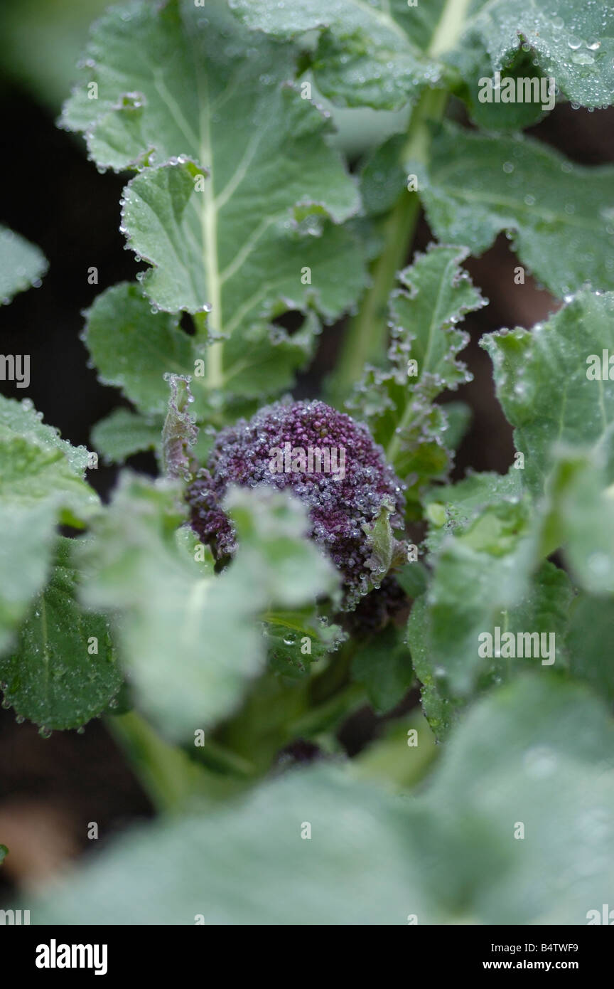 Cultivated sprouting broccoli plants growing Stock Photo - Alamy