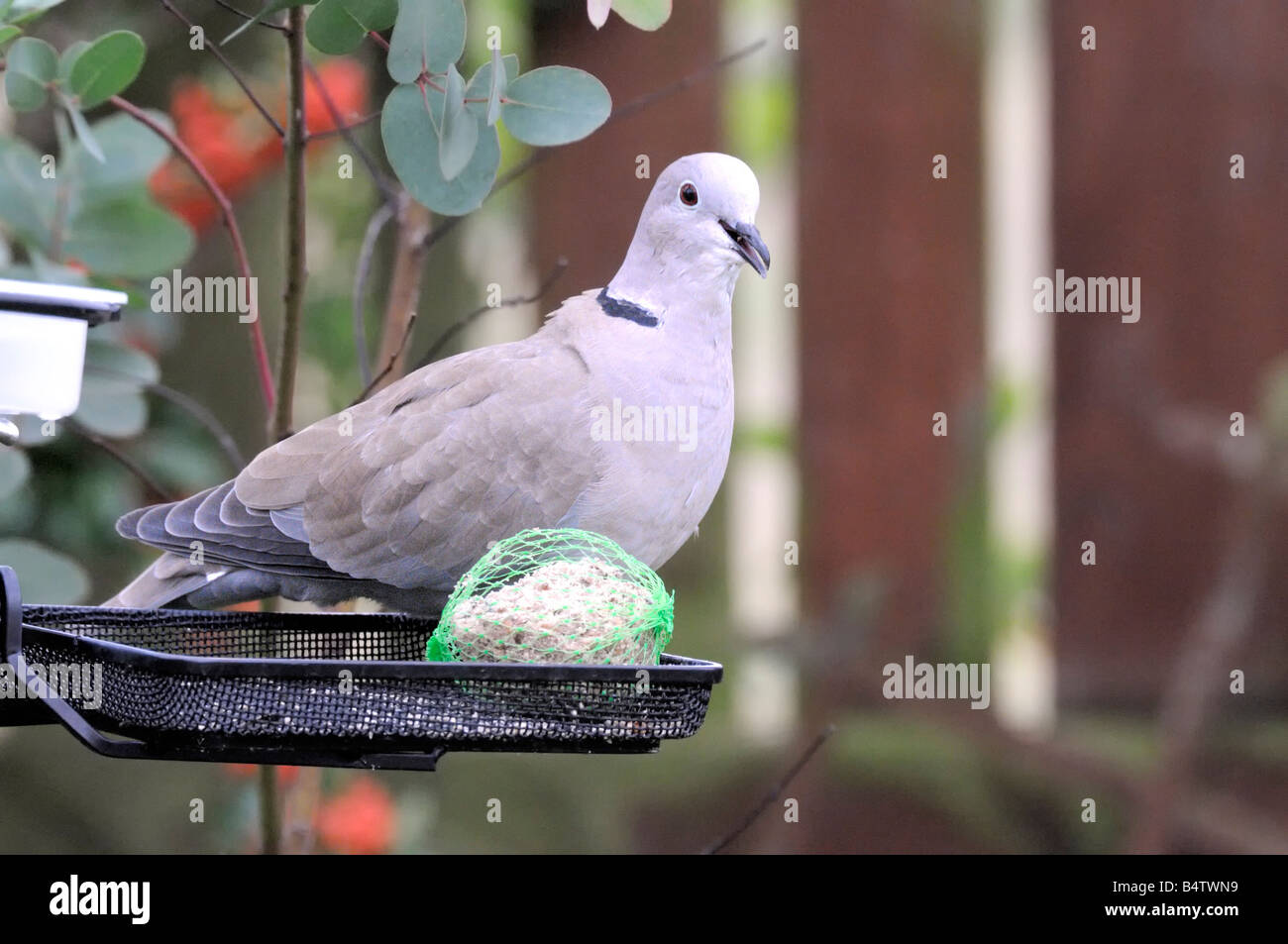 Collared dove sat on a feeding station in the United Kingdom Stock ...