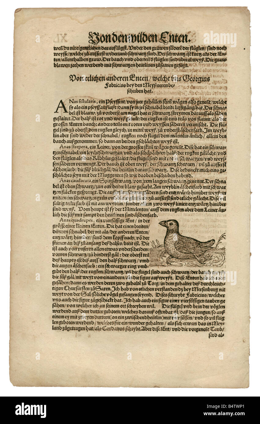 Four footed animals hi-res stock photography and images - Alamy