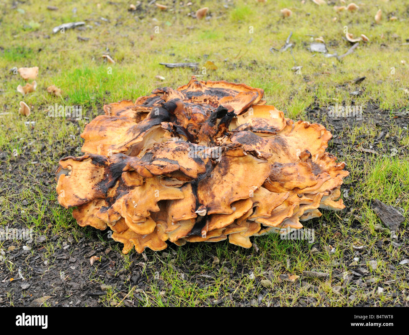 Toadstool toadstools fungi saprophytes hi-res stock photography and ...