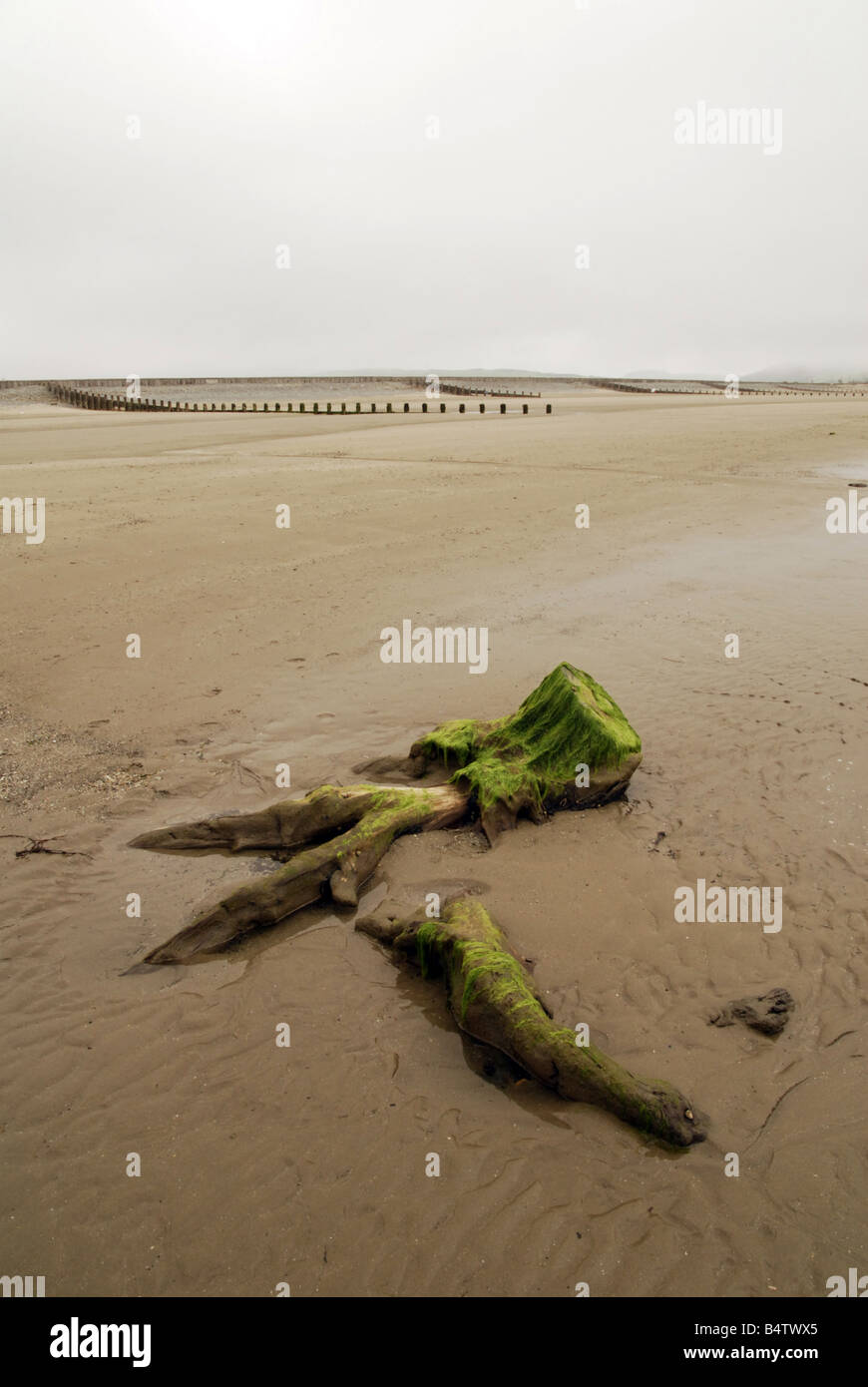 Borth forest hi-res stock photography and images - Alamy