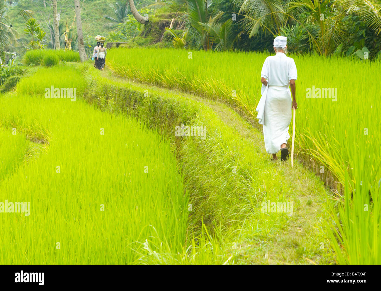 Balinese rice field in Ubud, Indonesia Stock Photo - Alamy