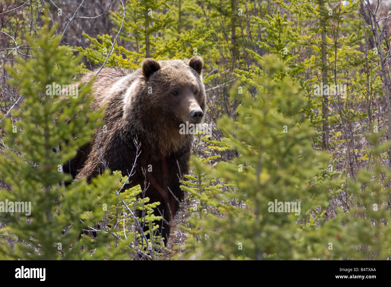 A grizzly bear in Banff National Park in Alberta Canada Stock Photo - Alamy