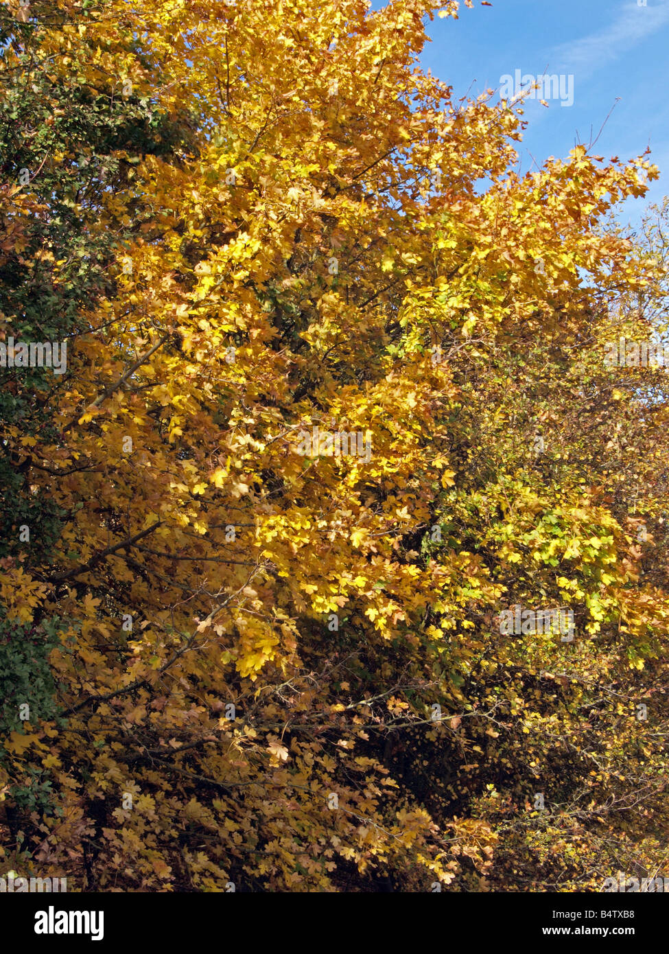 Brown Trees With Leaves