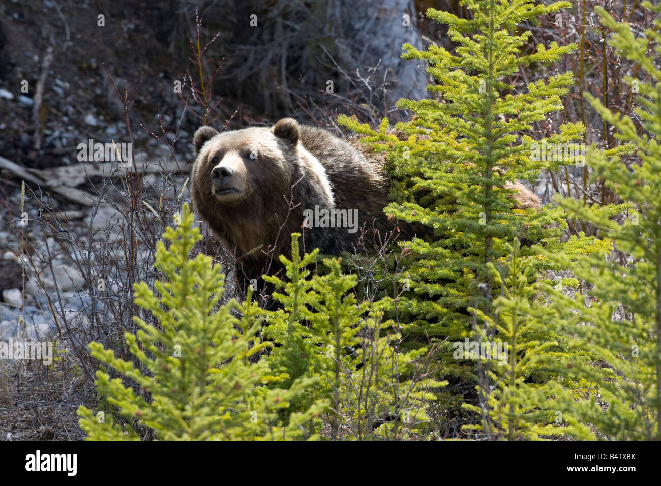 A grizzly bear in Banff National Park in Alberta Canada Stock Photo - Alamy