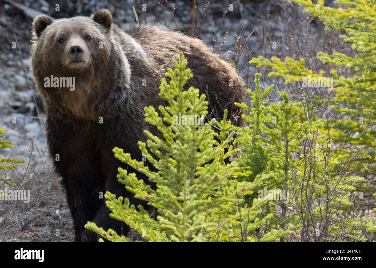 A grizzly bear in Banff National Park in Alberta Canada Stock Photo - Alamy