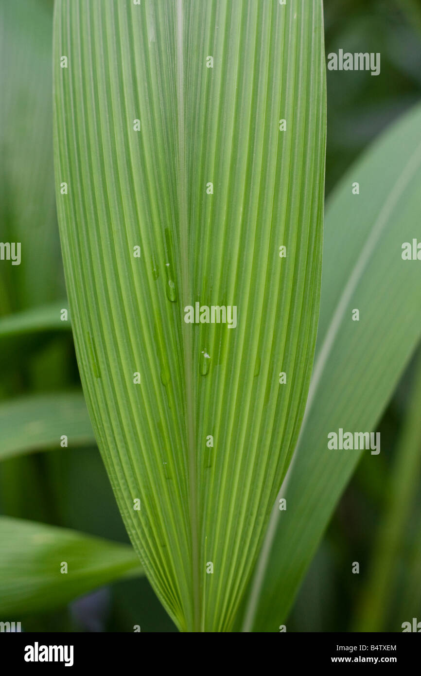 close up of a green beautiful leaf Stock Photo - Alamy