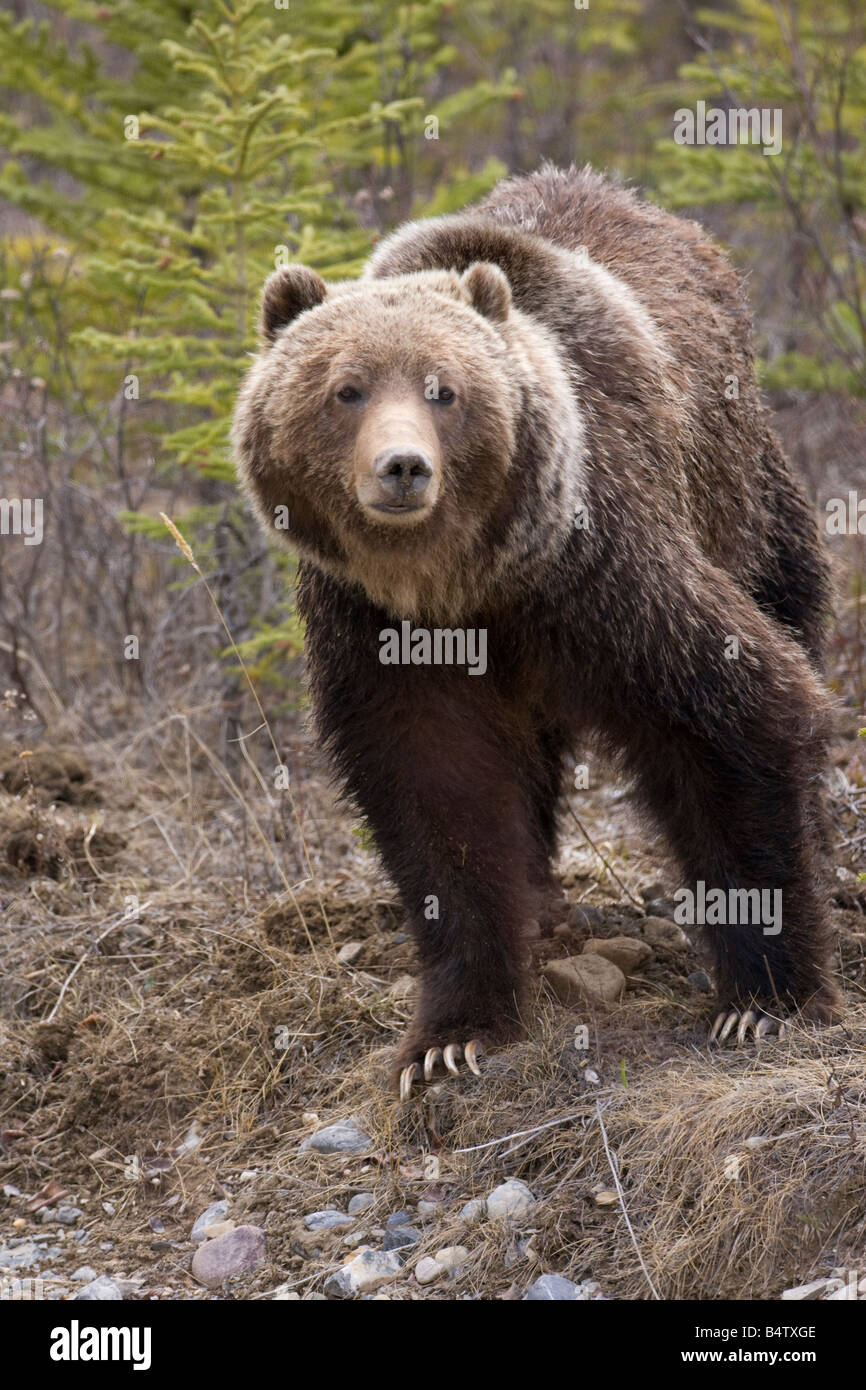 A grizzly bear in Banff National Park in Alberta Canada Stock Photo - Alamy