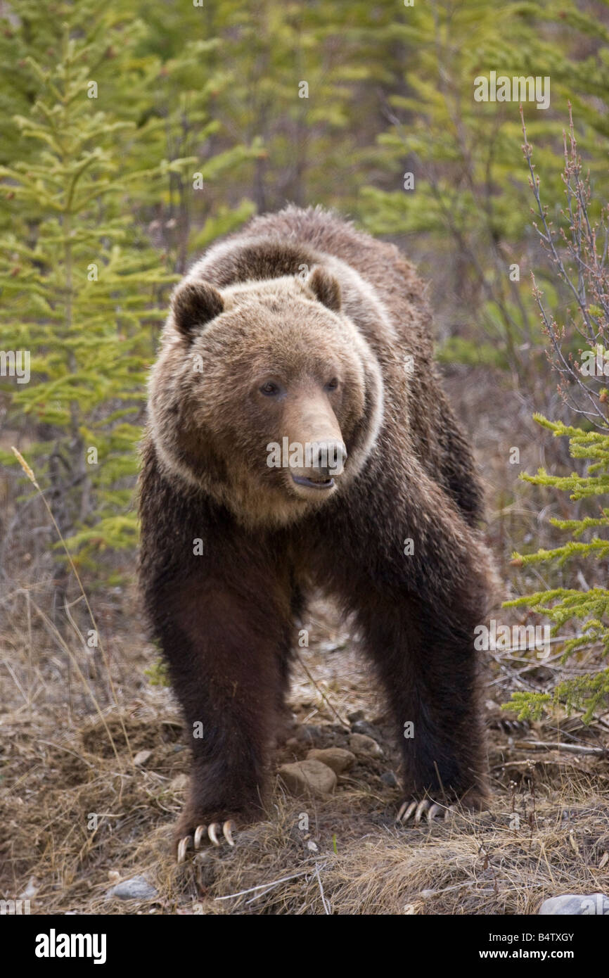 A grizzly bear in Banff National Park in Alberta Canada Stock Photo - Alamy