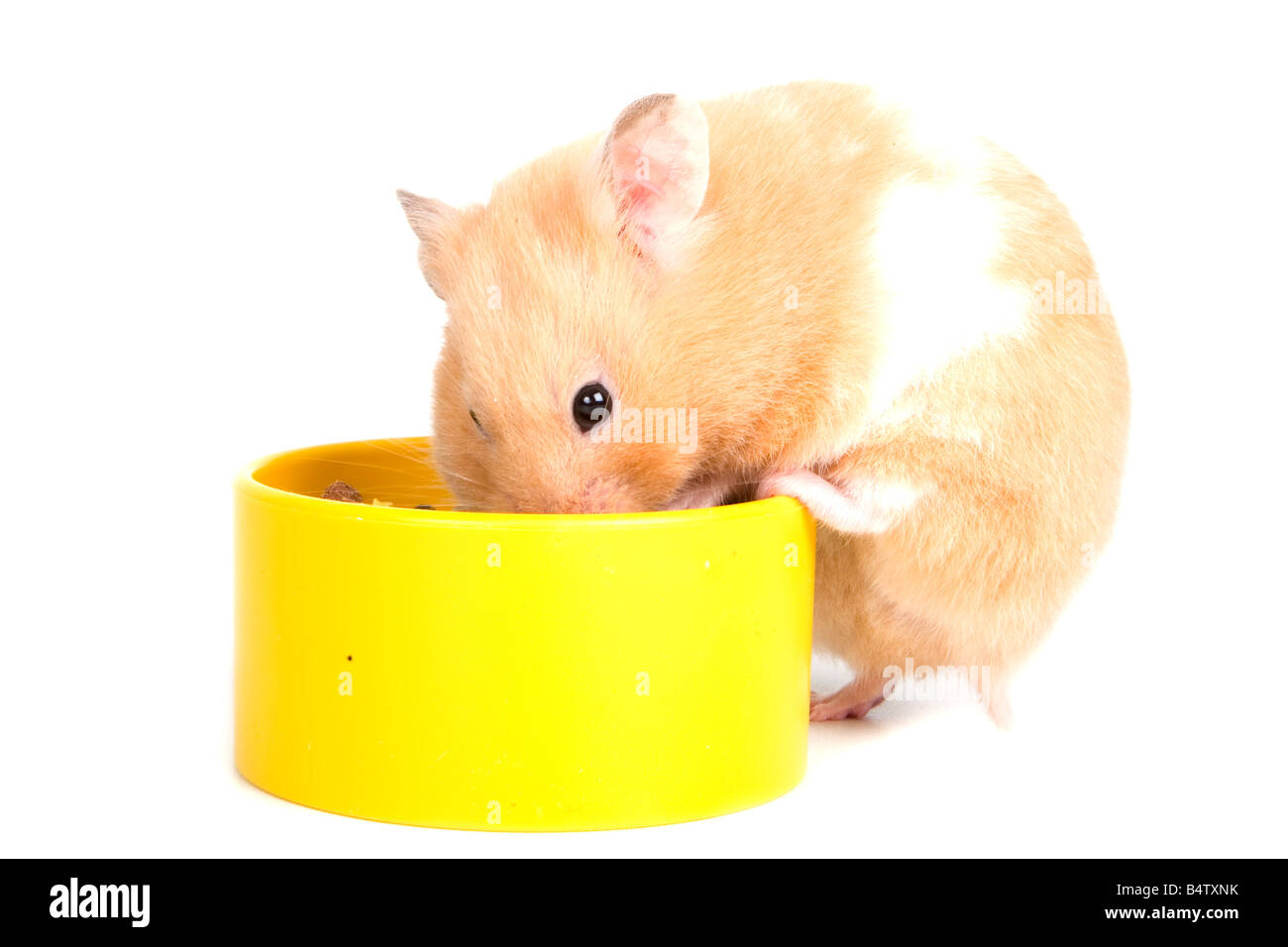 Princess the hamster Stock Photo - Alamy